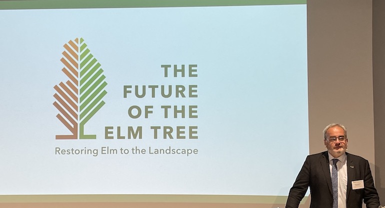 The Future of the Elm Tree - Restoring Elm to the Landscape - arb.company