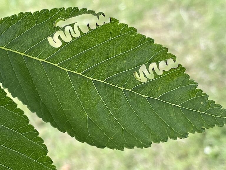 Ulmus New Horizon - arb.company
