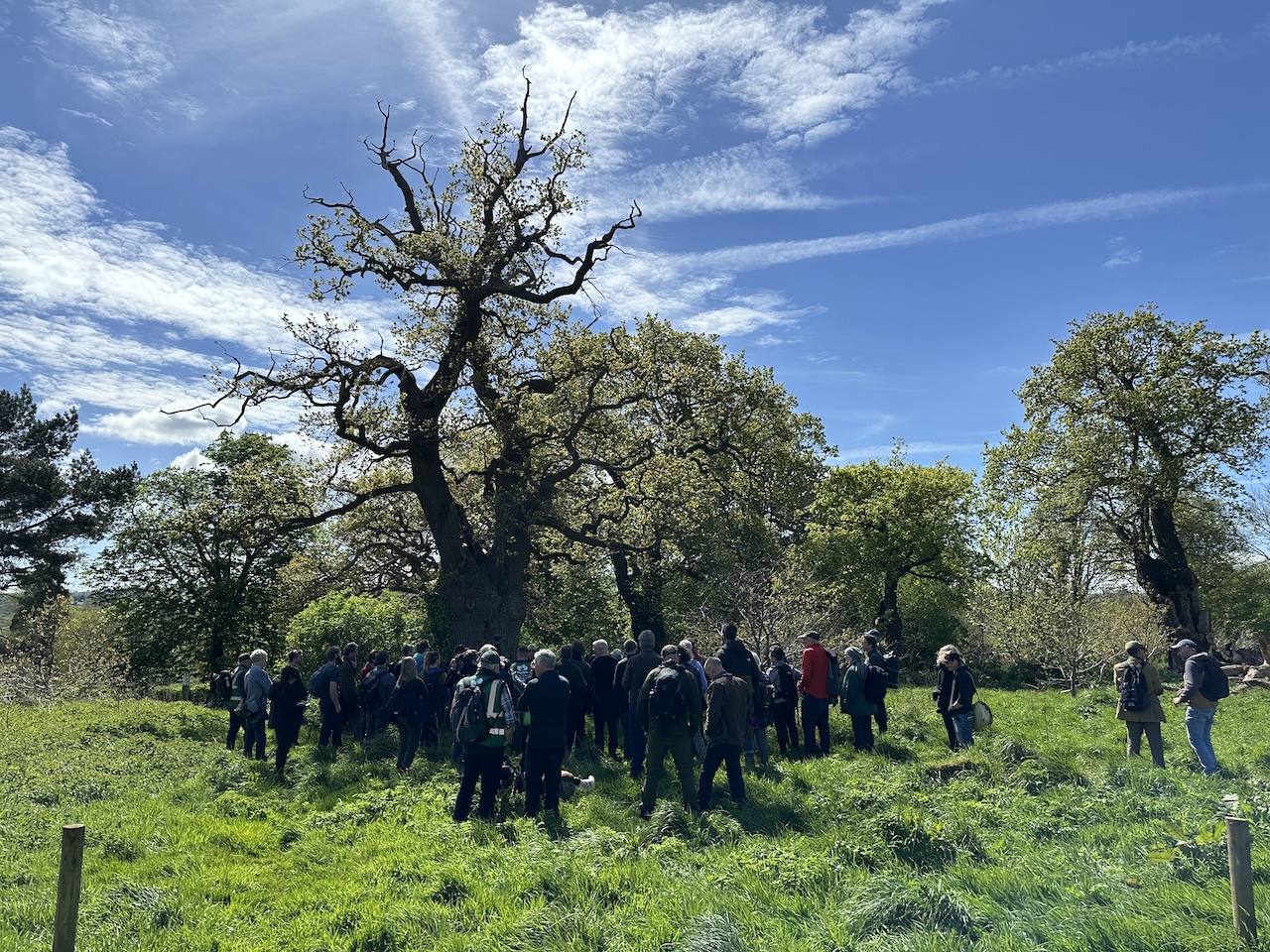 Ashton Court Veteran trees - arb.company