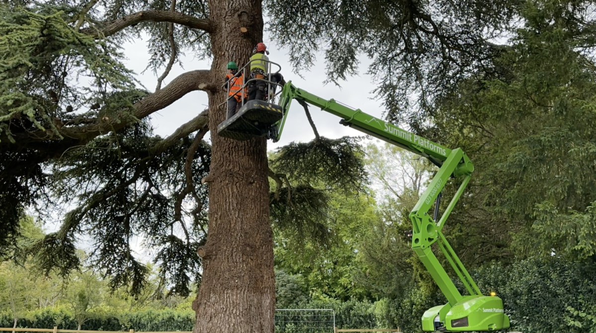 MEWP Aerial inspection of a Cedar tree - arb.company