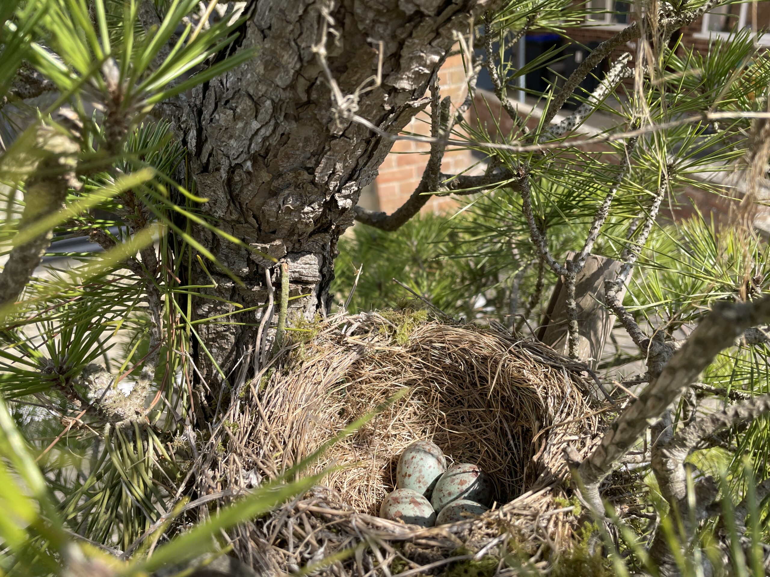 Nesting bird season - arb.company