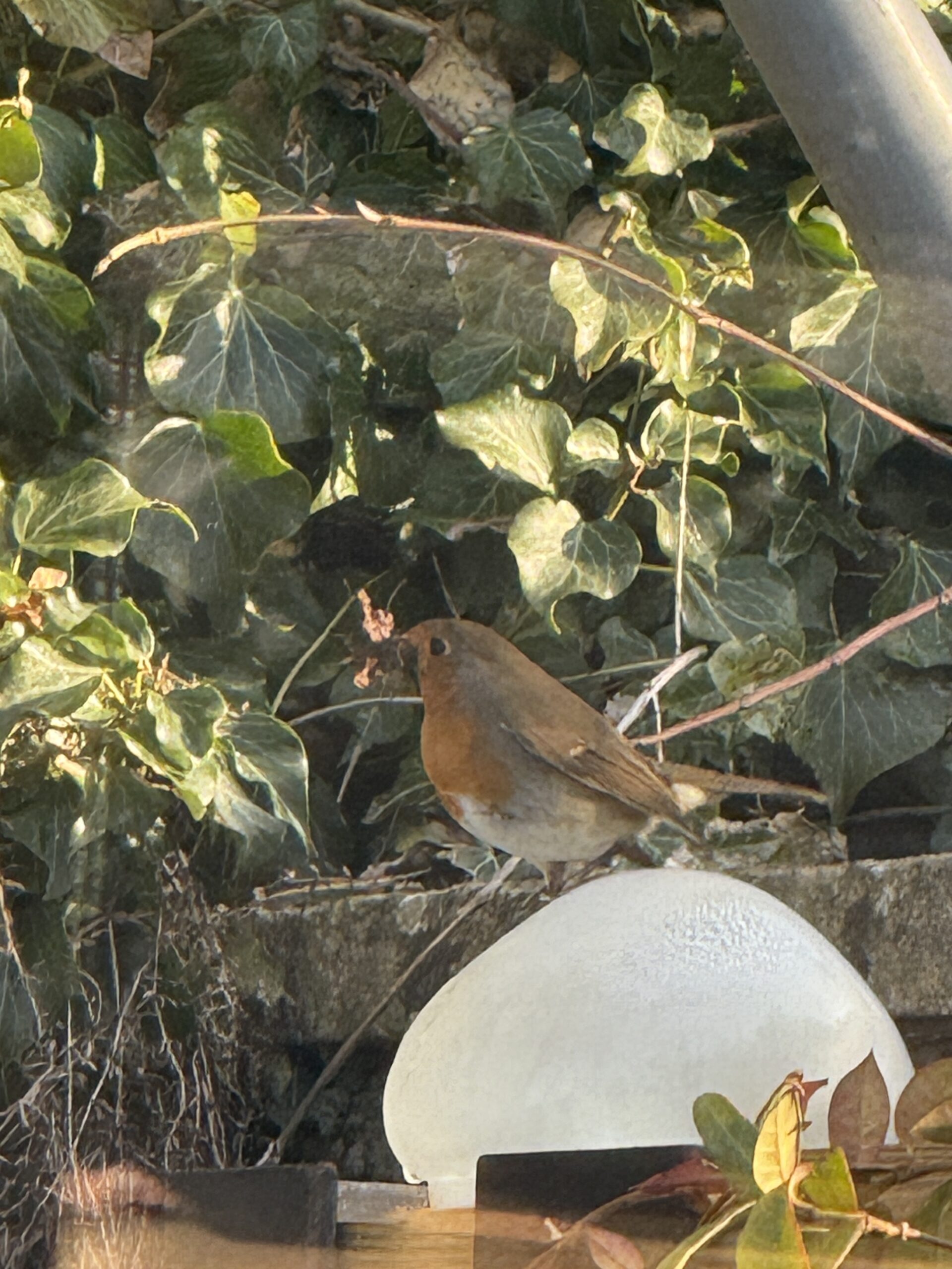 Nesting bird season - arb.company